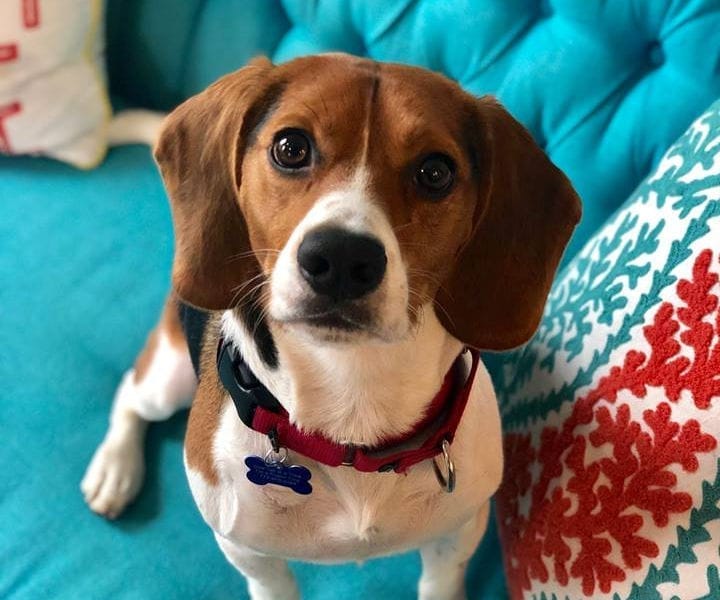 Foster a Dog | Apologue Liqueurs